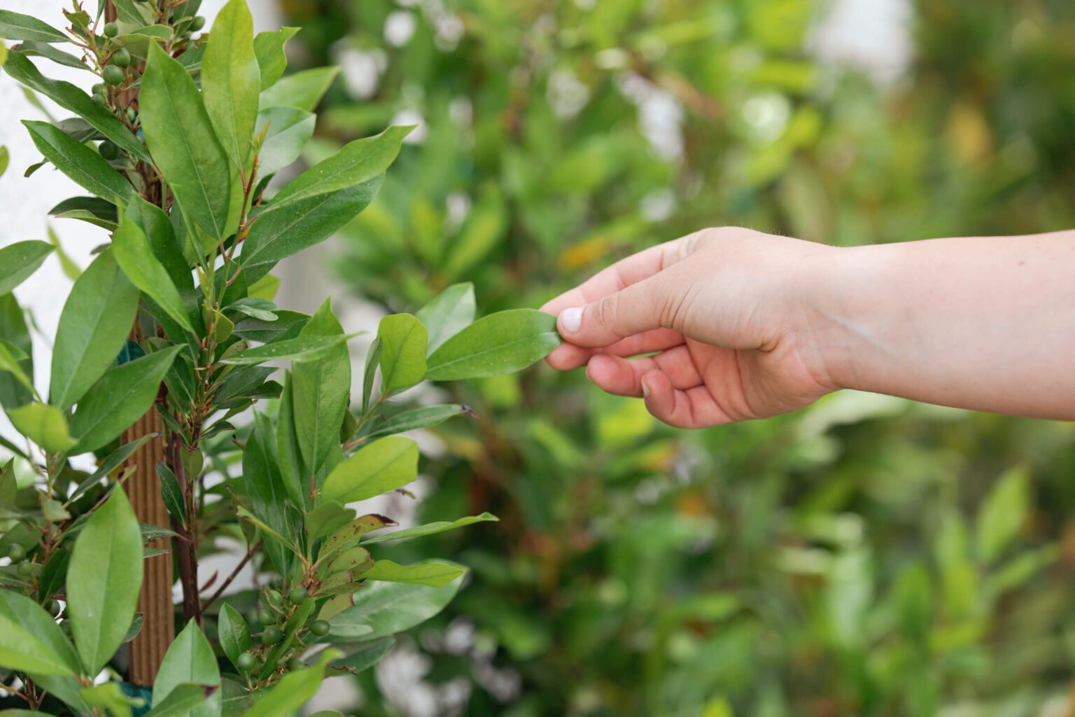 About Us - Garden Studio